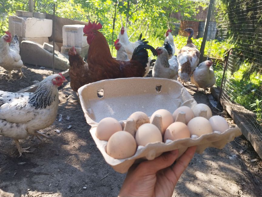 Домашние куриные яйца