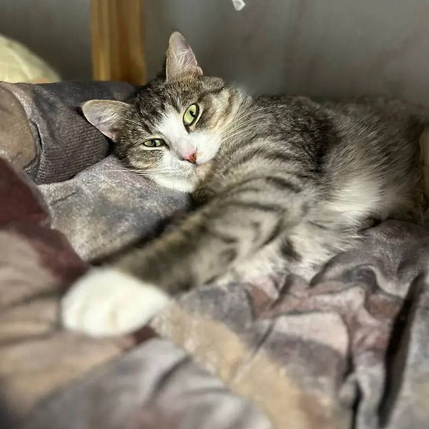 Взрослая, кошка в добрые руки