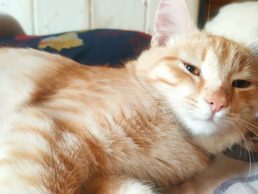 Рыжий Клёпа ищет своего человека