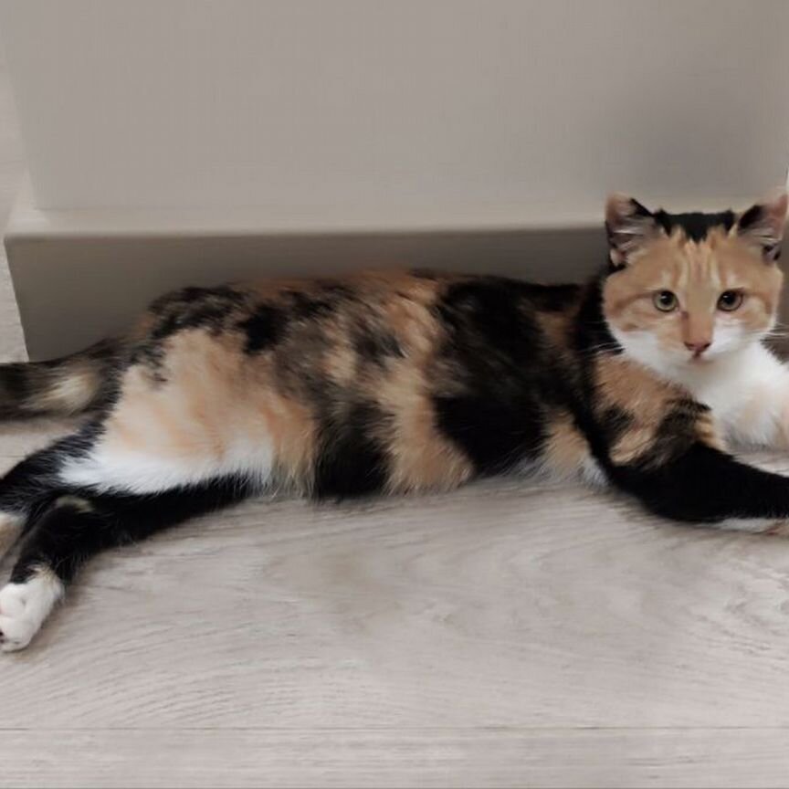 Кошка богатка