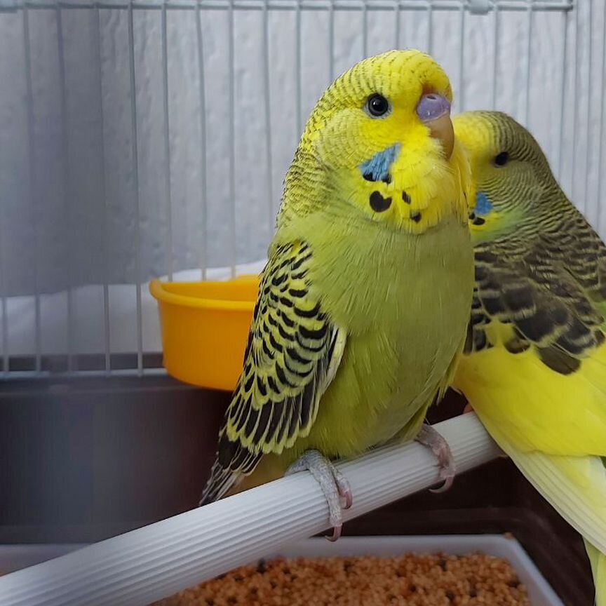 Попугай ввп получехи