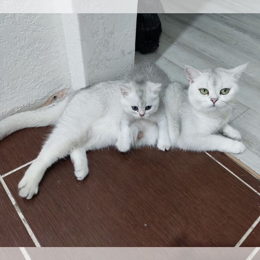 Продам экзотических короткошёрстных котят