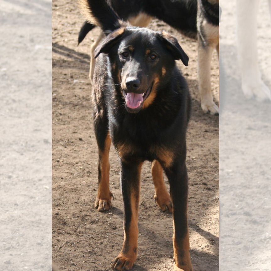 Собака в добрые руки