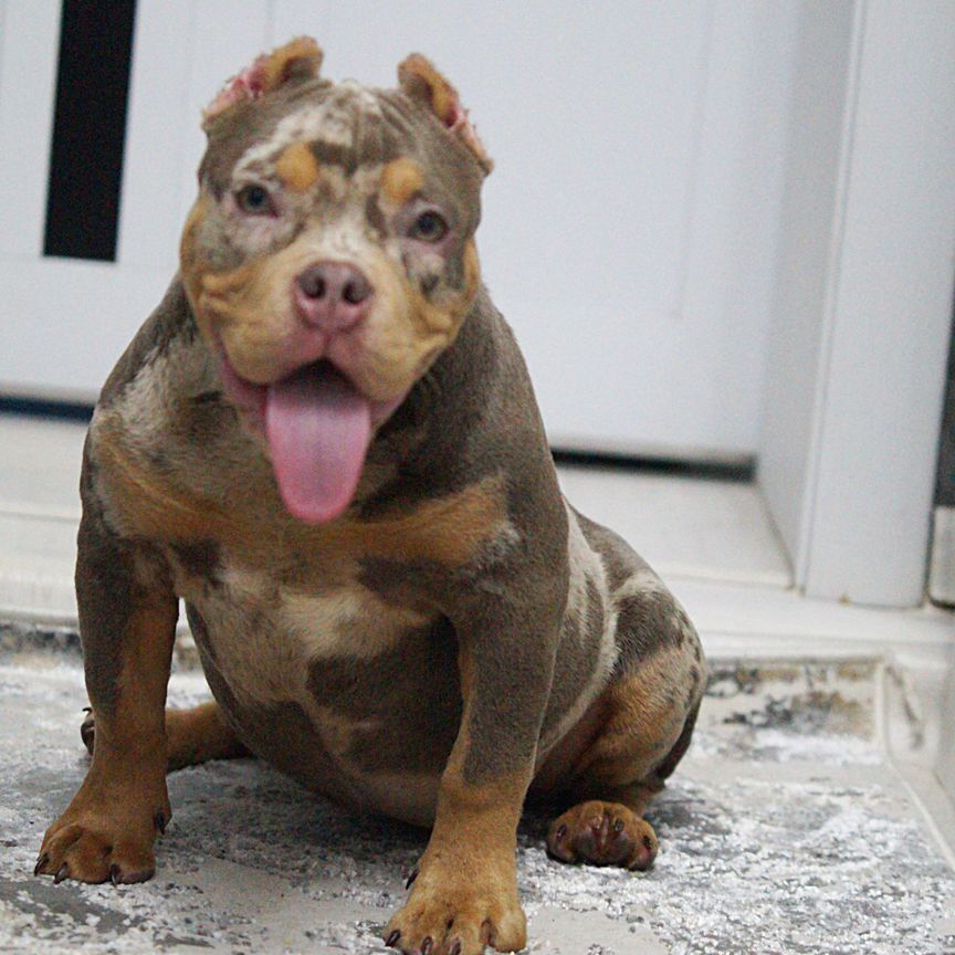 Американский булли, щенок
