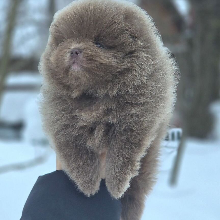 Померанский шпиц, щенок