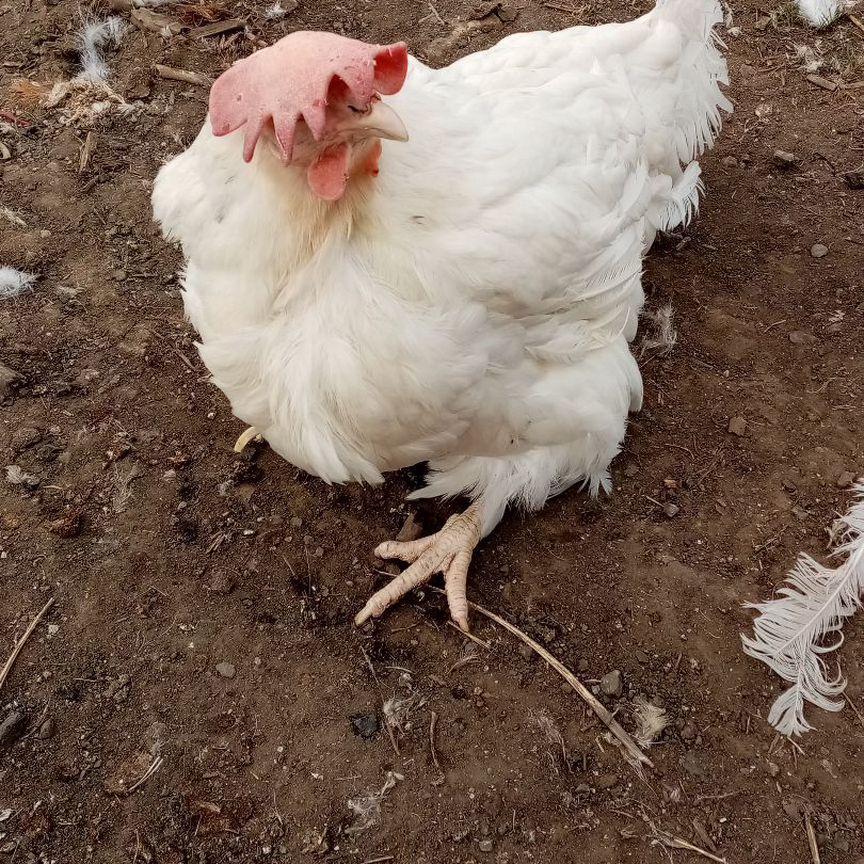 Куры несушки