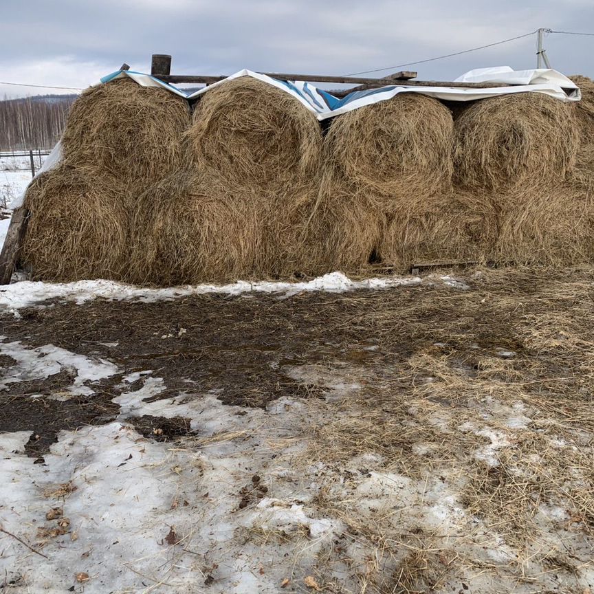 Продам сено в рулонах