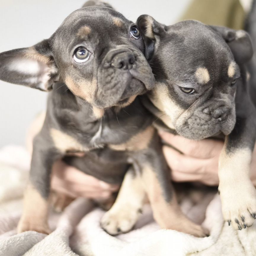 Щенки французики 3 мес