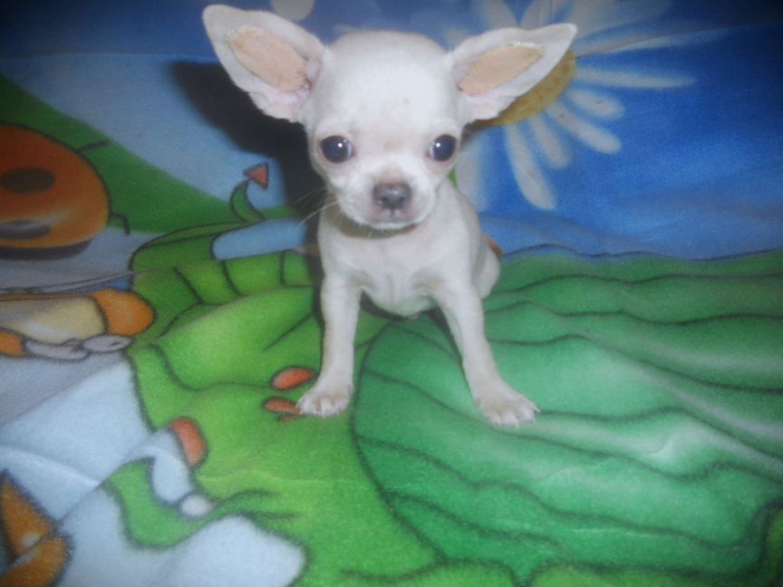 Чихуахуа щенки