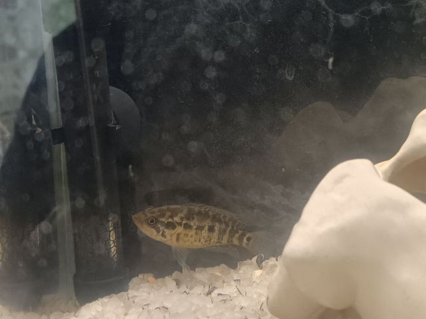 Мальки манагуанской цихлозомы