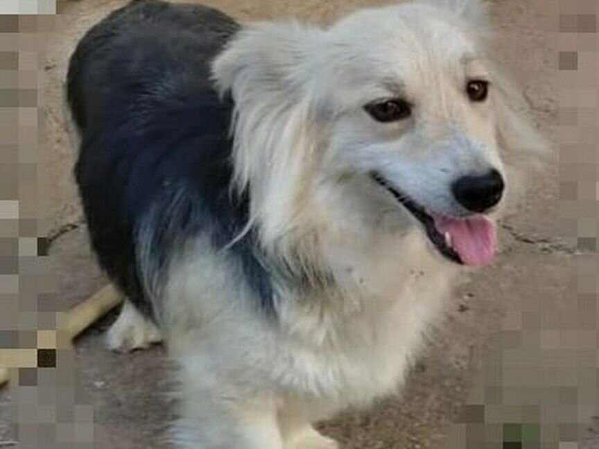 Собака девочка маленькая коротколапка