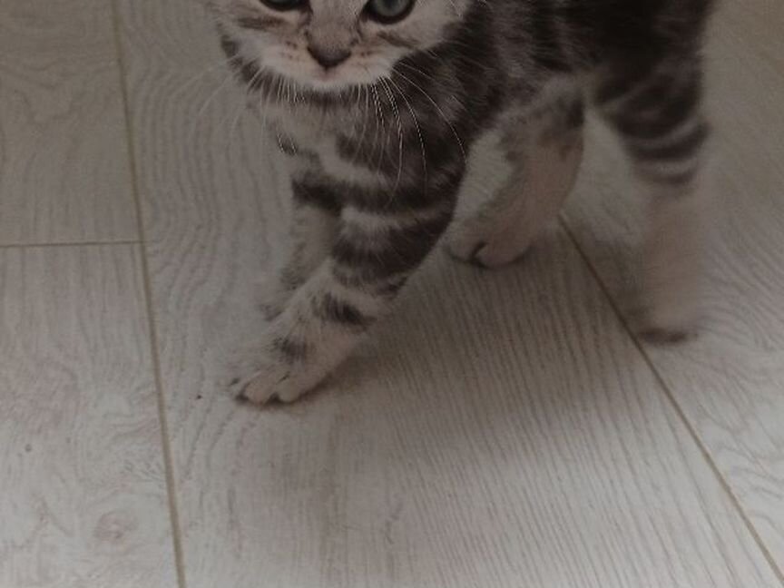 Шотландские вислоухие котята