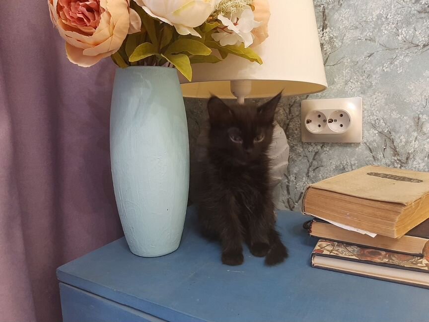 Кошка