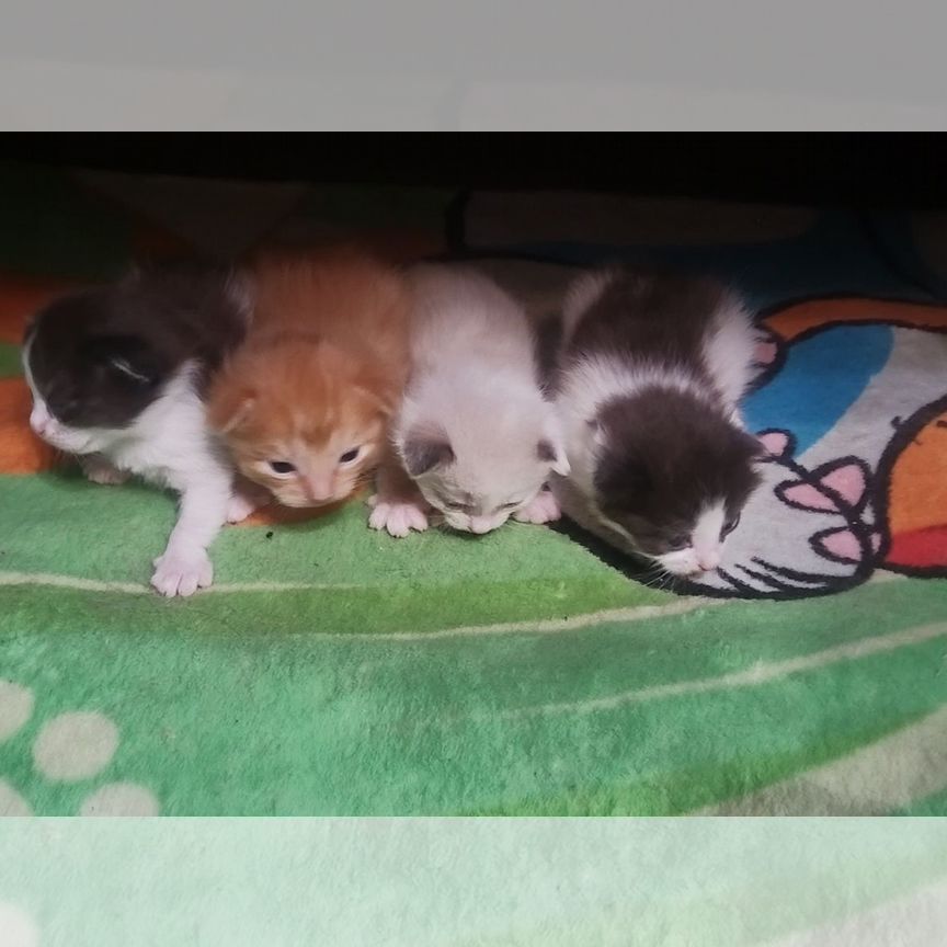 Котёнок в добрые руки