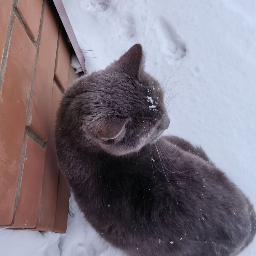 Абиссинский, взрослый кот