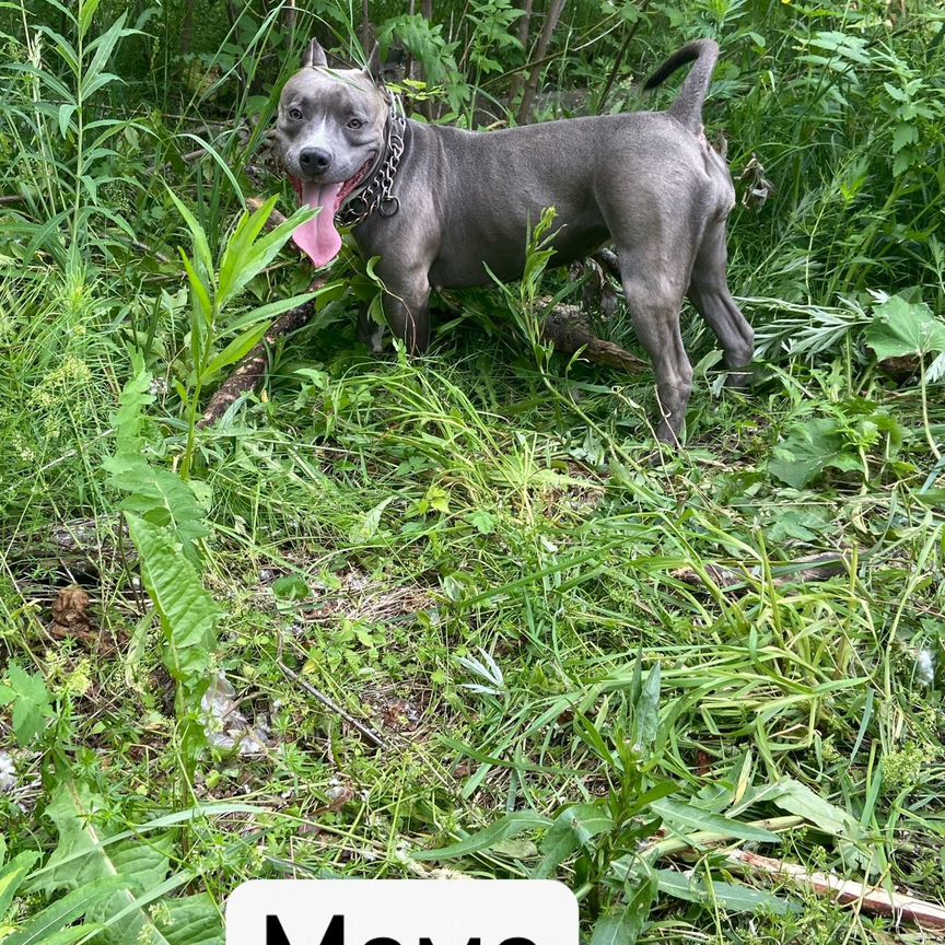 Американский стаффордширский терьер, щенок