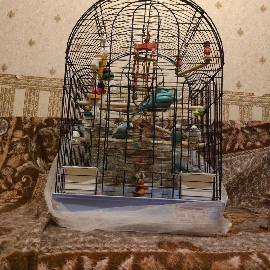 Попугаи вместе с клеткой