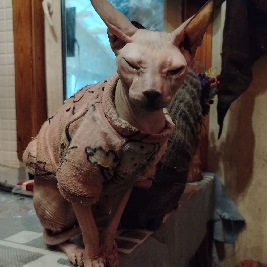 Донской сфинкс, взрослая кошка