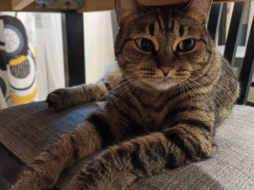 Кошка в добрые руки