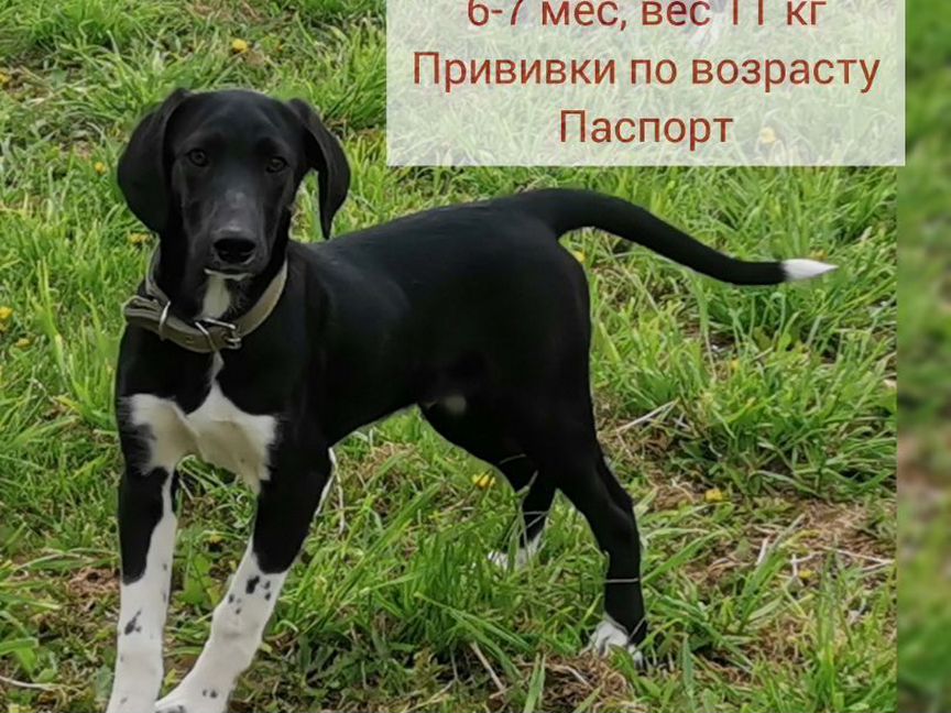 Собака в добрые руки, щенки