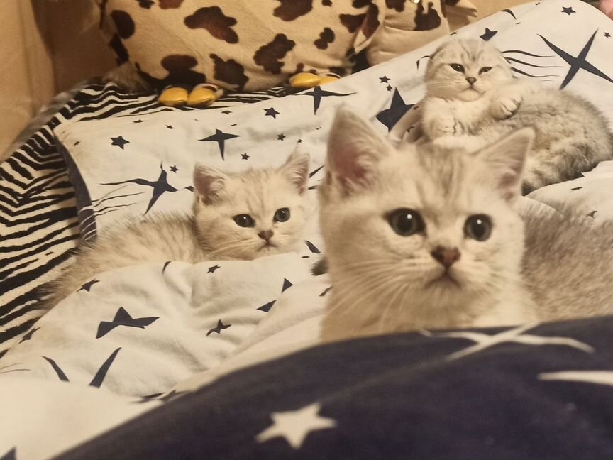 Шотландские котята