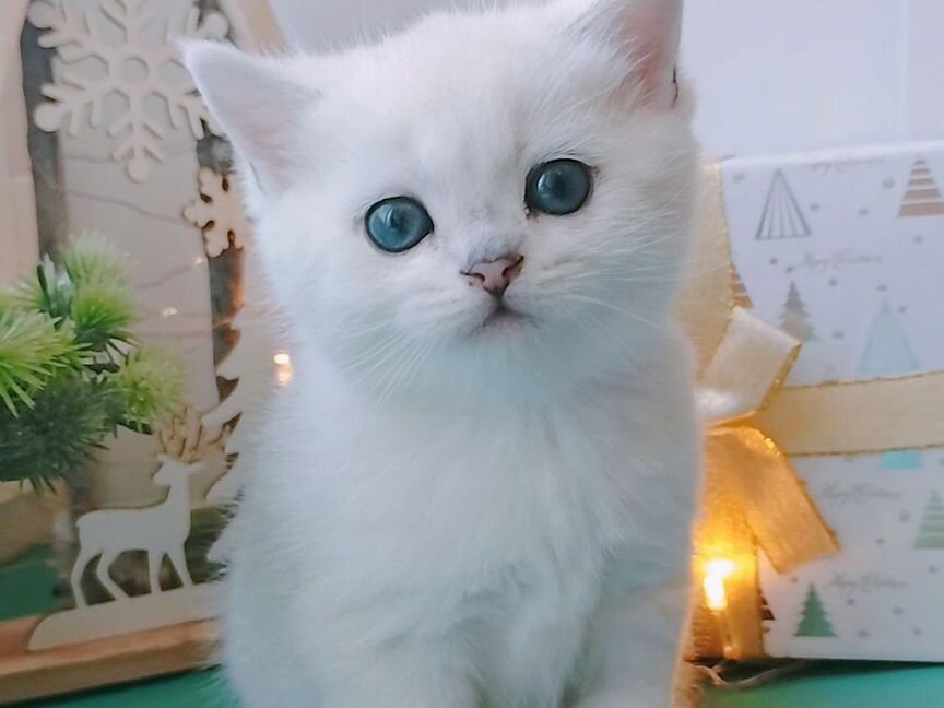 Шотландские котята
