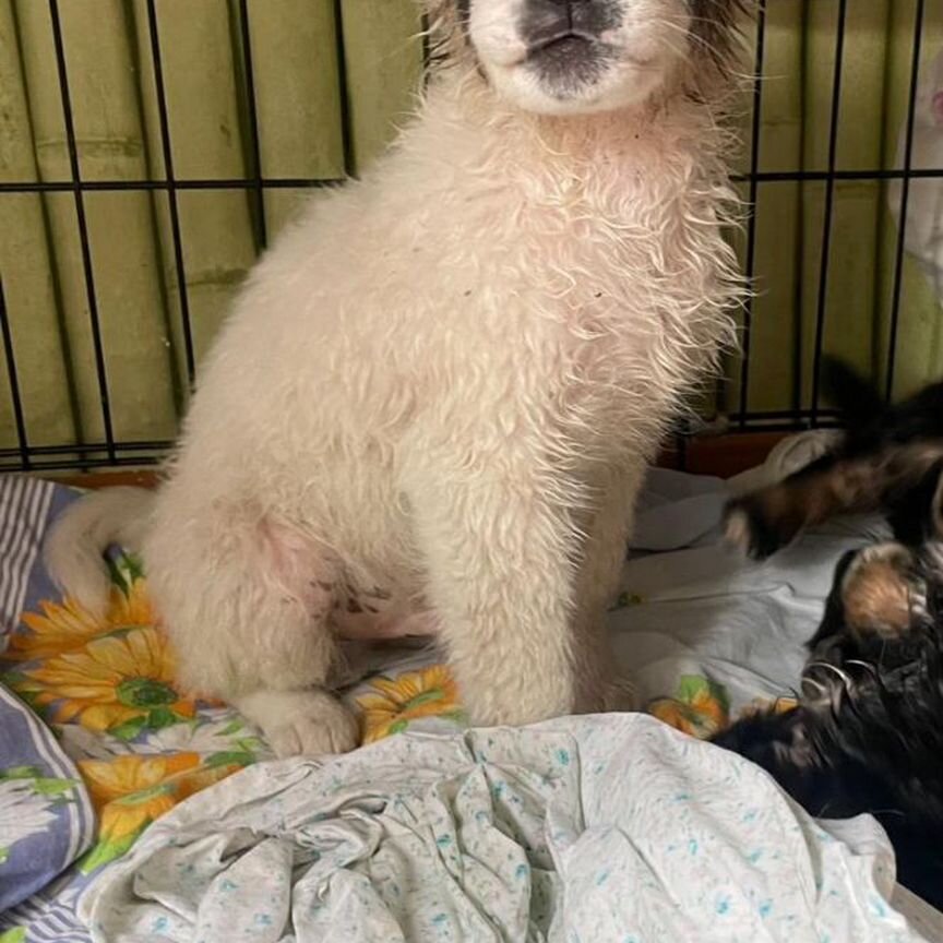 2 брата 2 звоночка