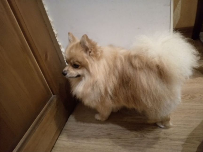 Немецкий шпиц
