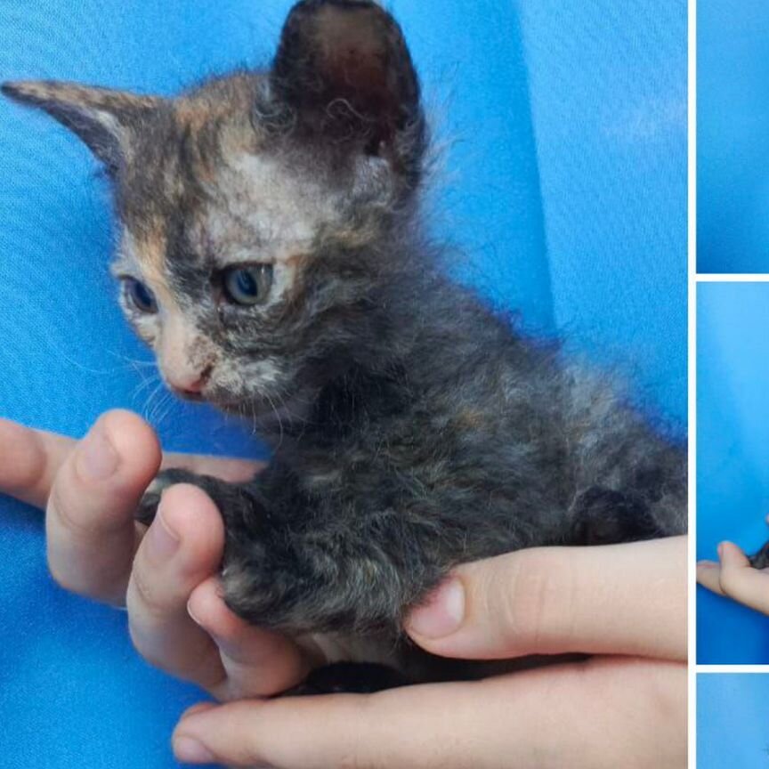 Котёнок полупородистый