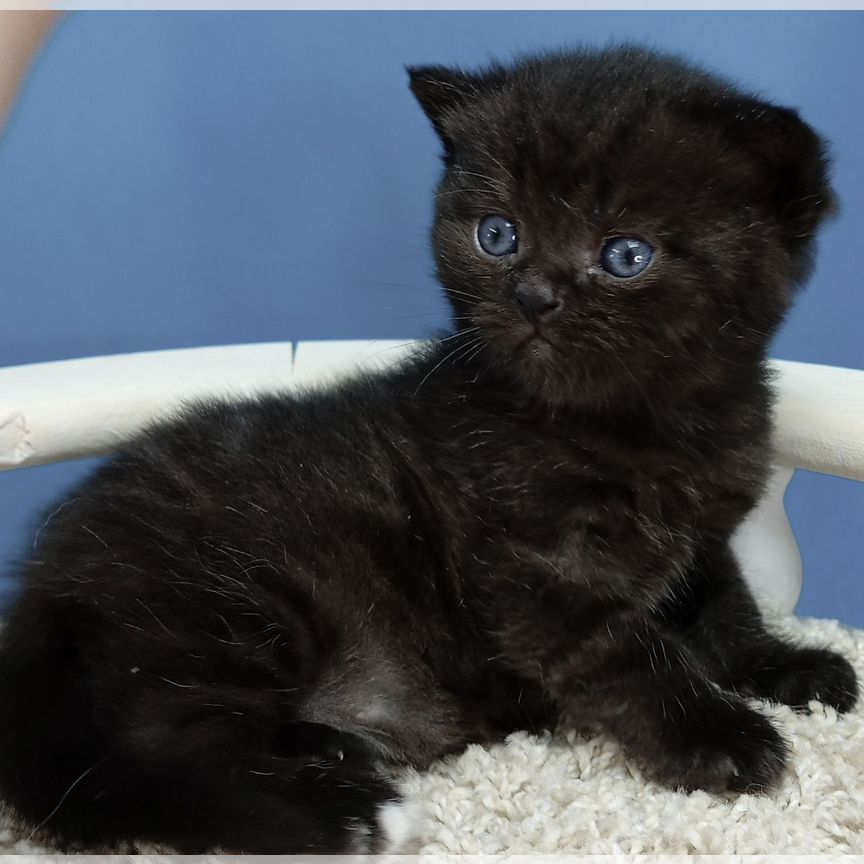 Шотландский прямоухий короткошёрстный котёнок