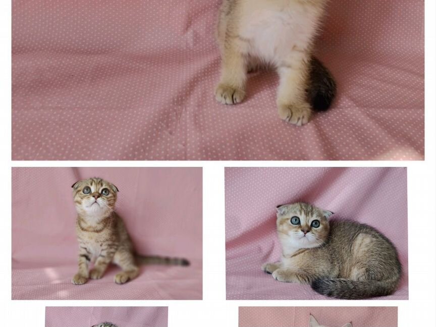 Шотландские котята