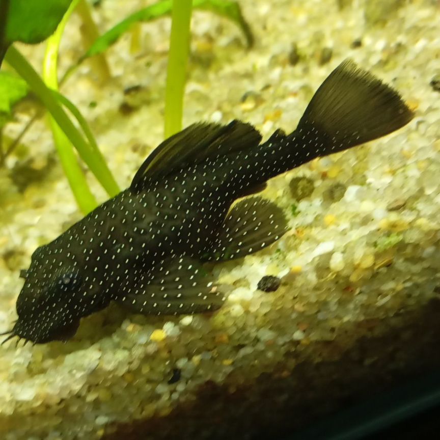 Анциструс l181