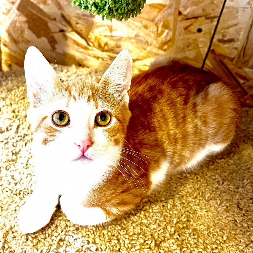 Рыжий котенок