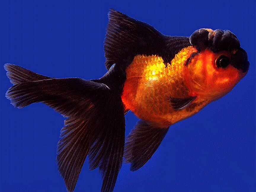 Телескоп Красно- Черный (Carassius Auratus)