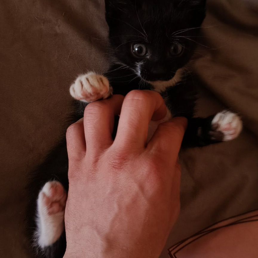Котёнок в добрые руки