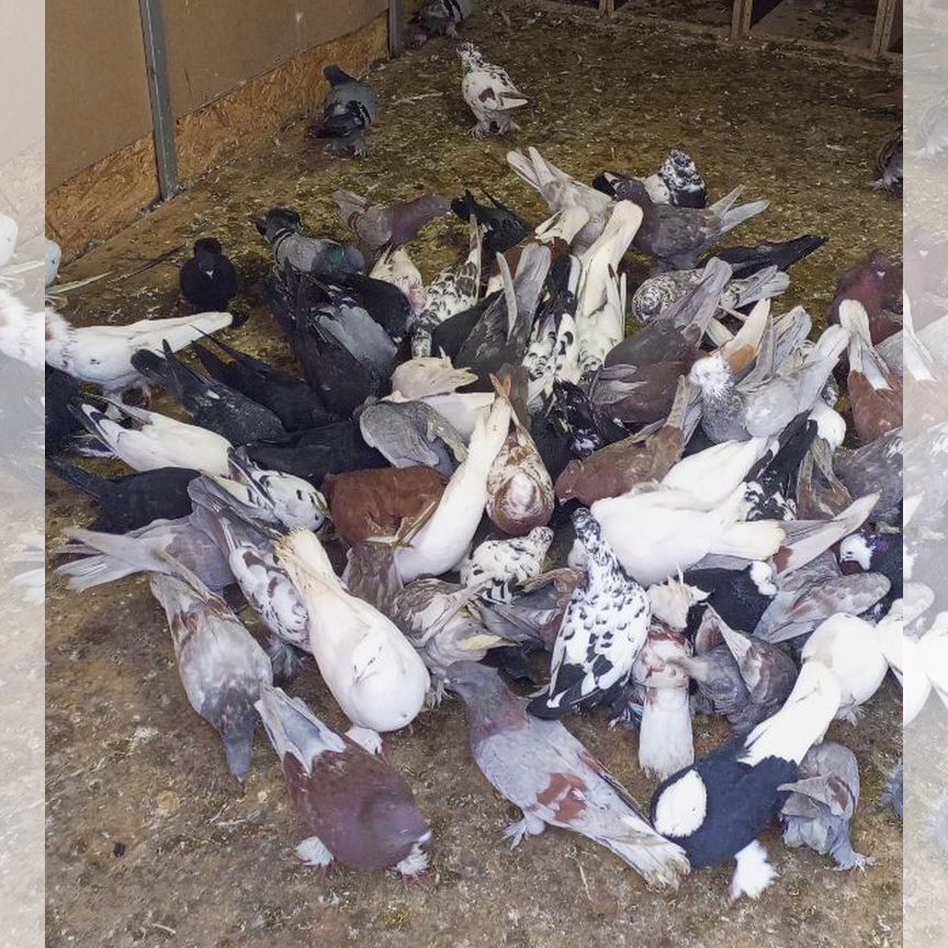 Андижанские голубь