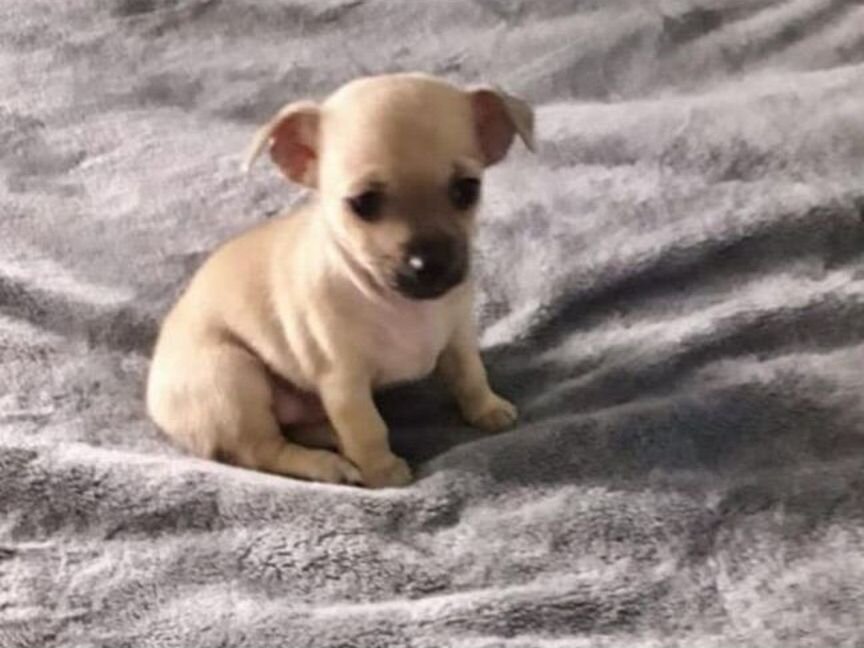 Мини той-терьер мальчик щенок