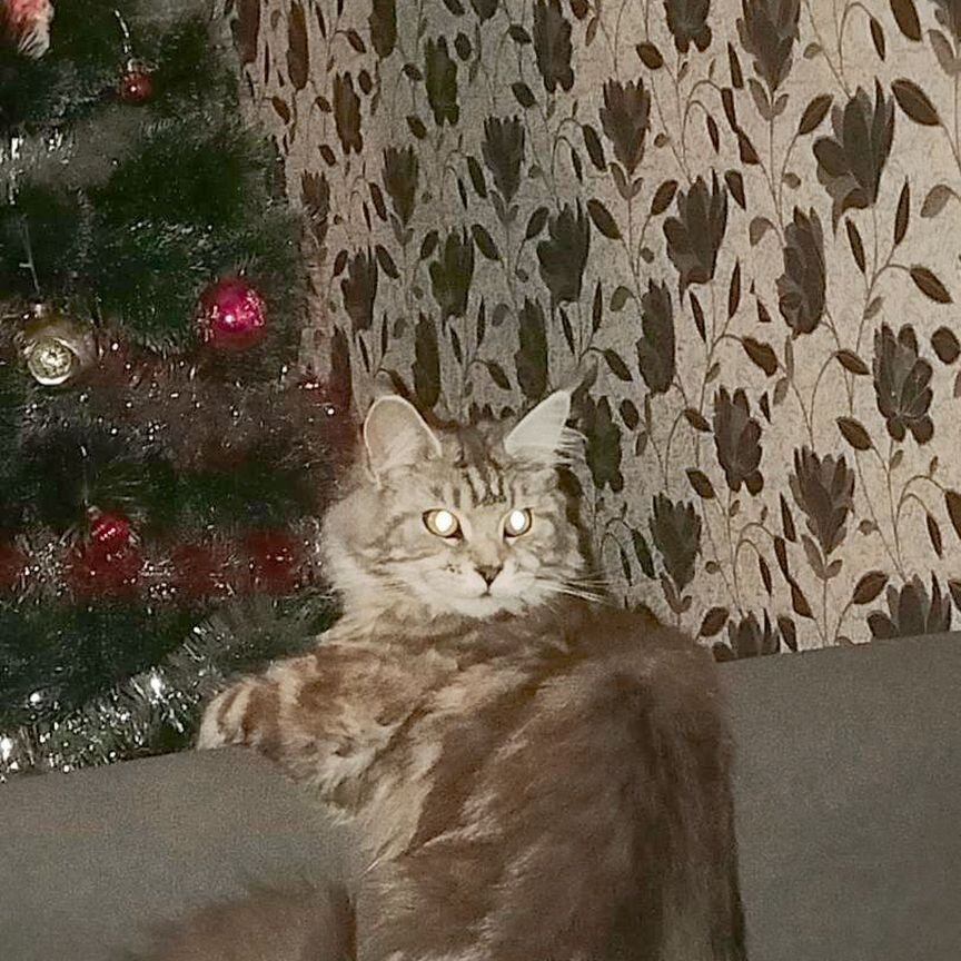 Мейн-кун кошечка