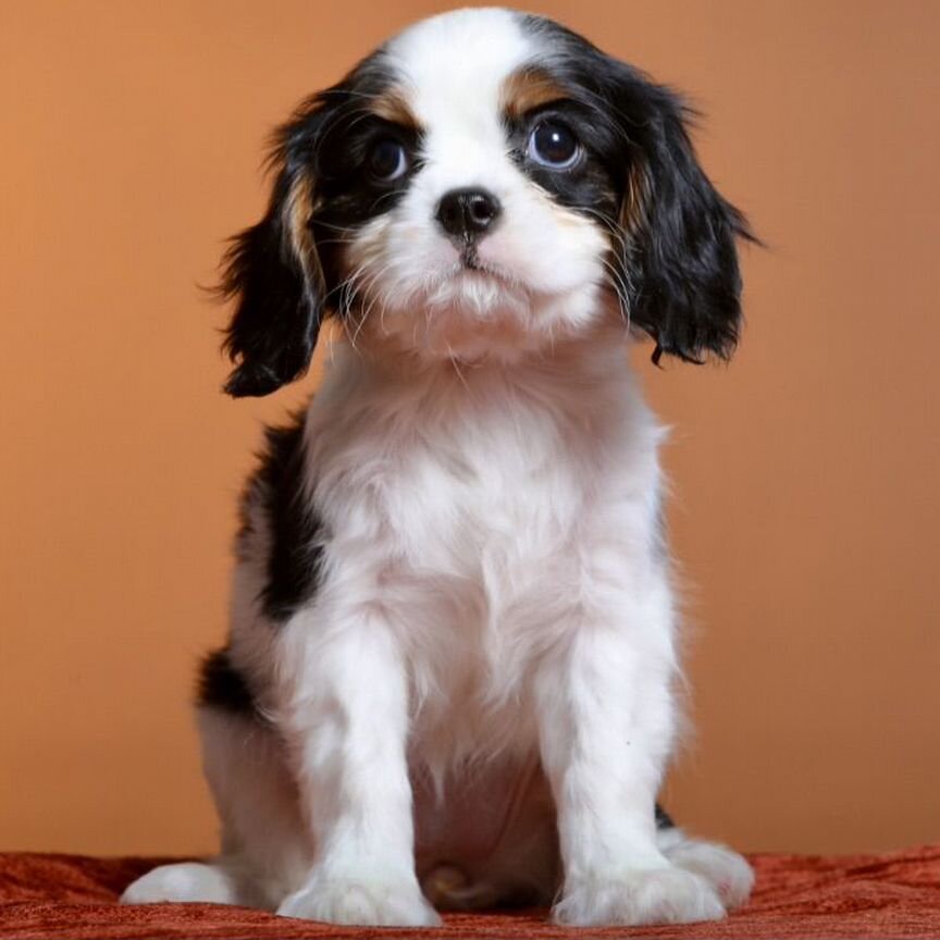 Кавалер кинг-чарльз-спаниель, щенок