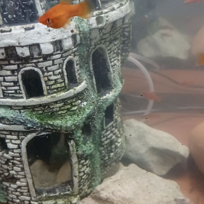 Мальки пецилии