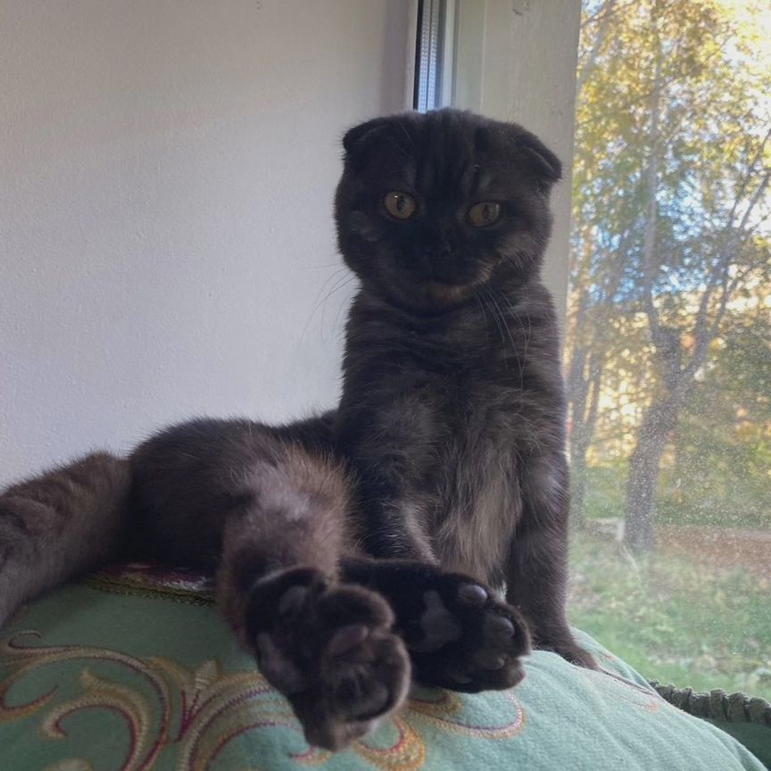 Мята в добрые руки