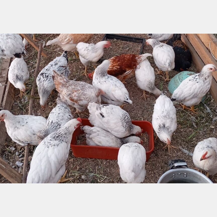 Петушки молодые