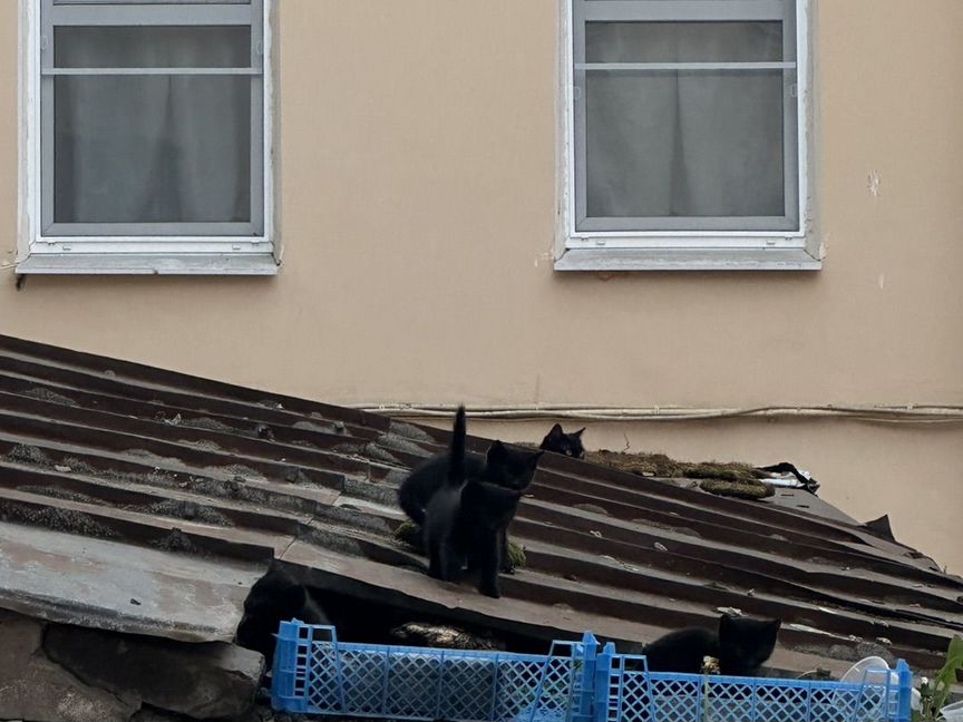 Котята в добрые руки