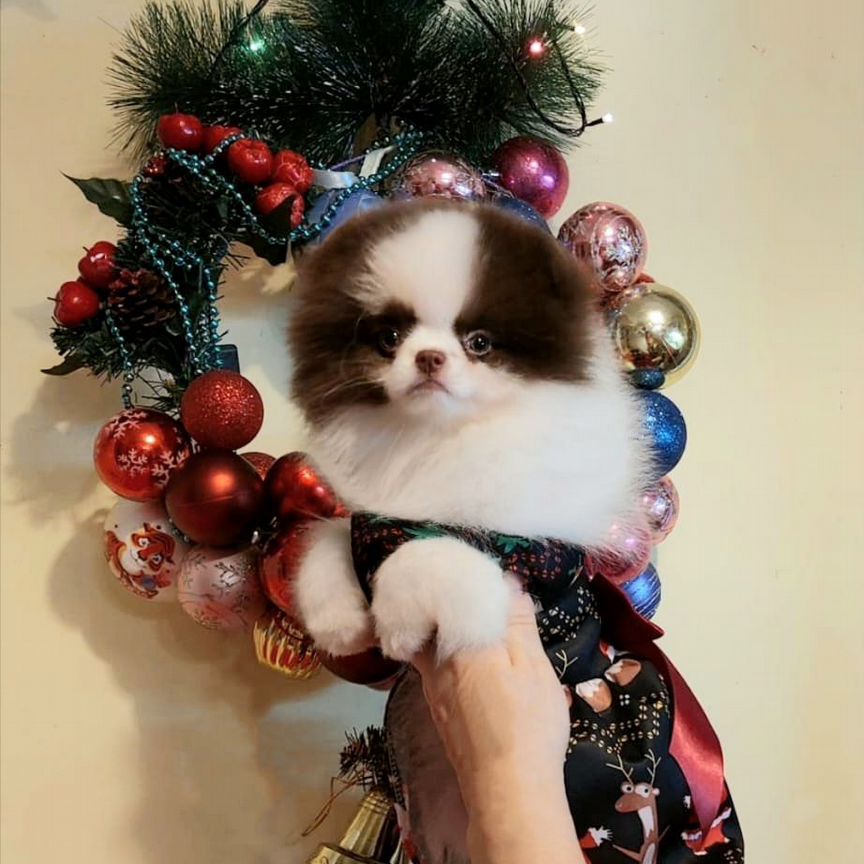 Померанская мини деврчка