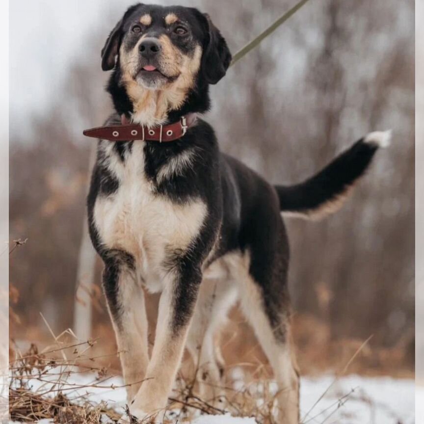 Собака в добрые руки