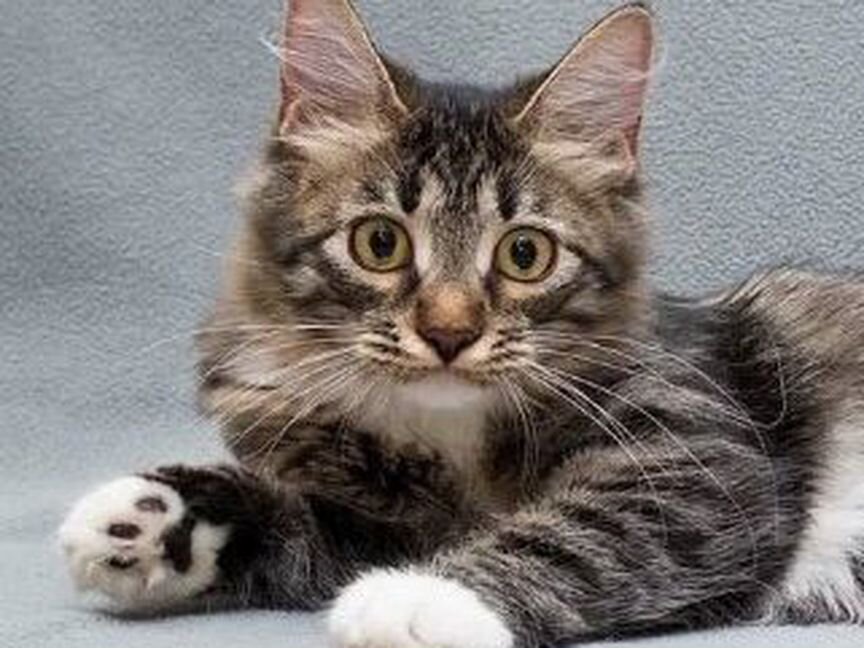 Котенок Мышка. Красавица без дома