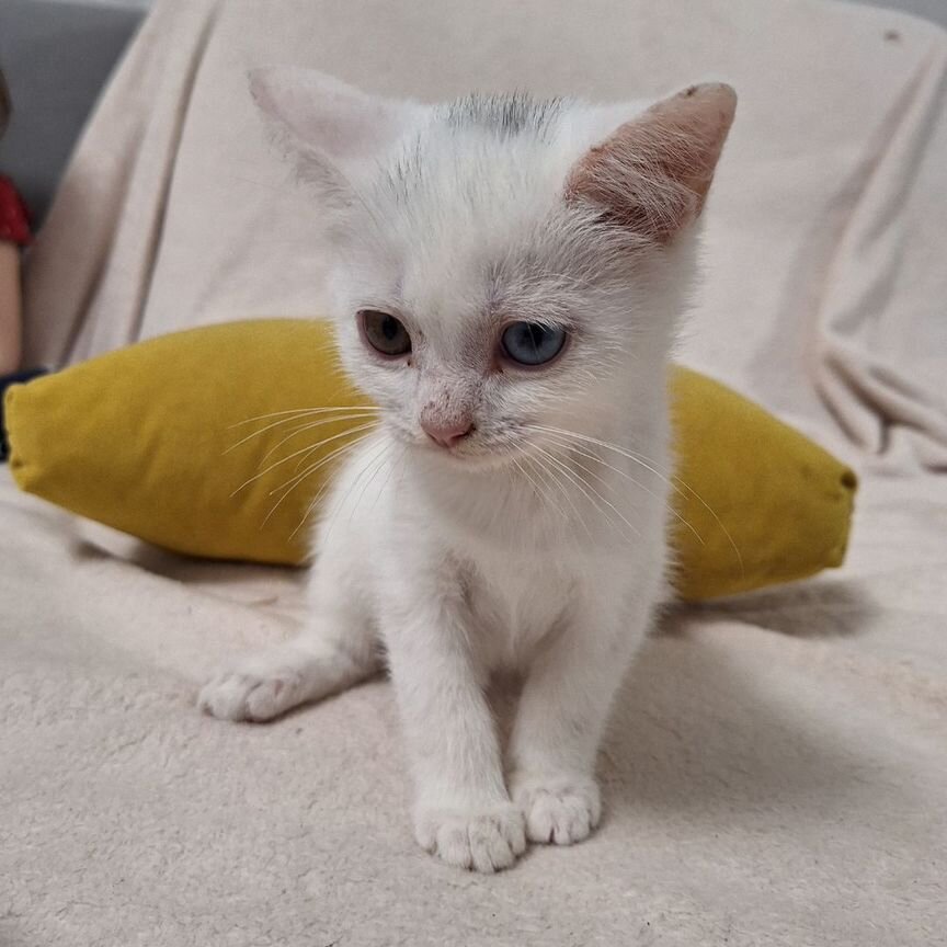 Котята