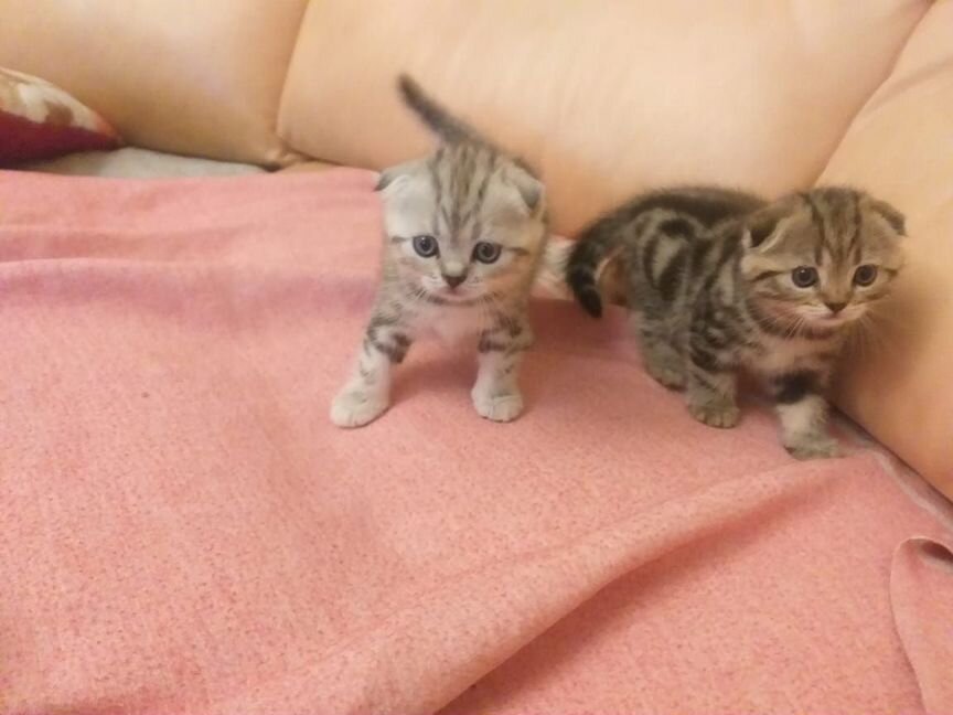 Шотландские котята