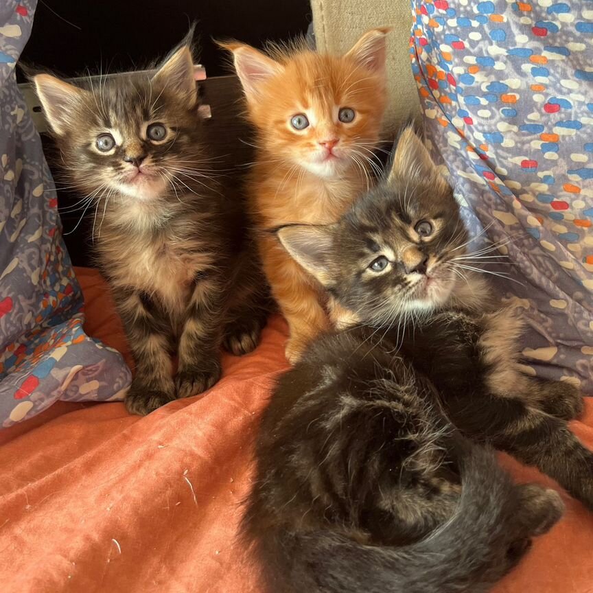 Мейн-кун котёнок