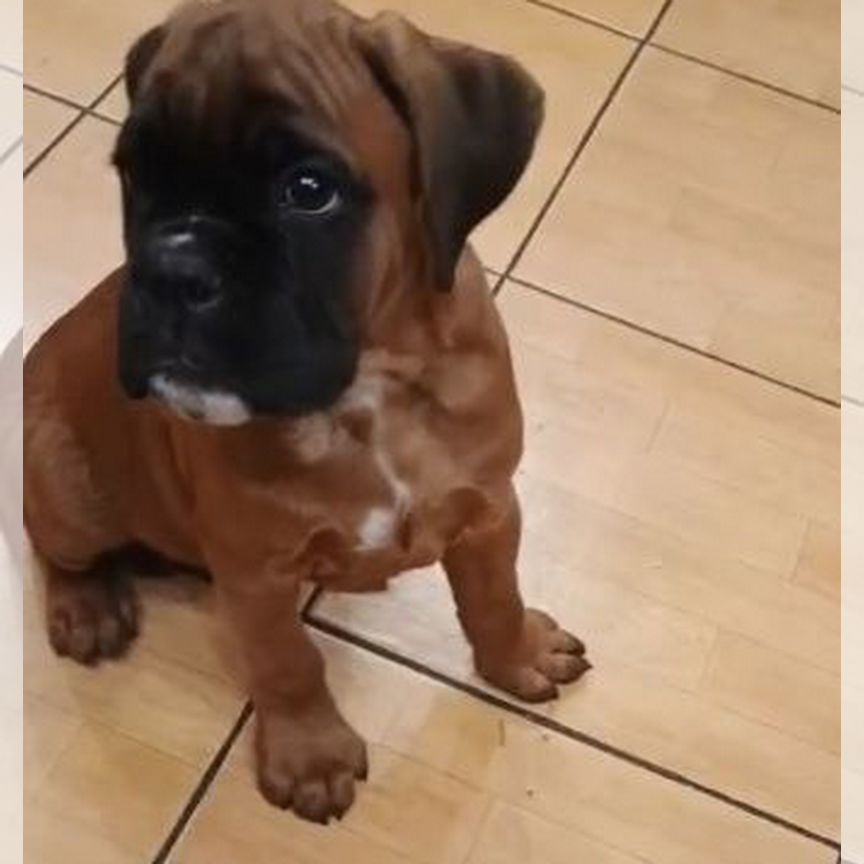 Боксер, щенок